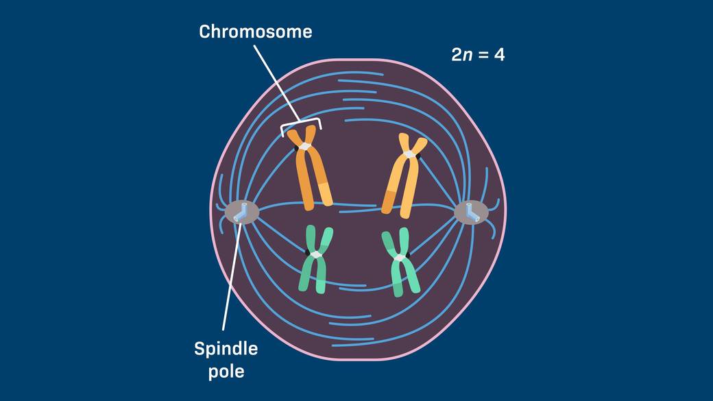 Metaphase 2 Diagram
