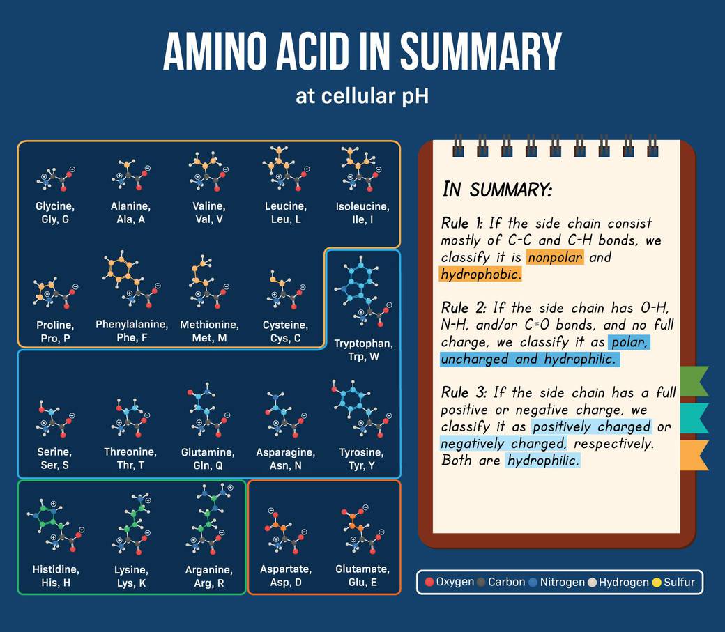 basic amino acids mcat