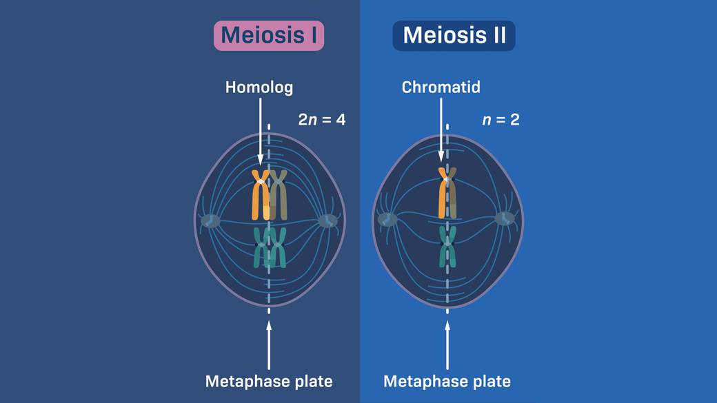 Meiosis 2 Cell Division
