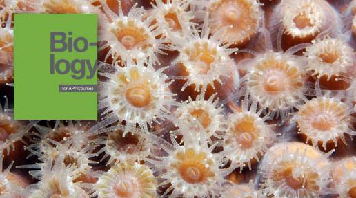 animals reproducing by budding