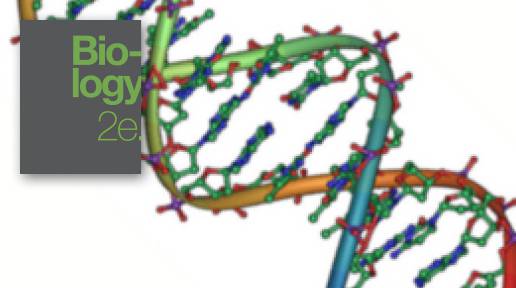 nucleic acids complex molecules