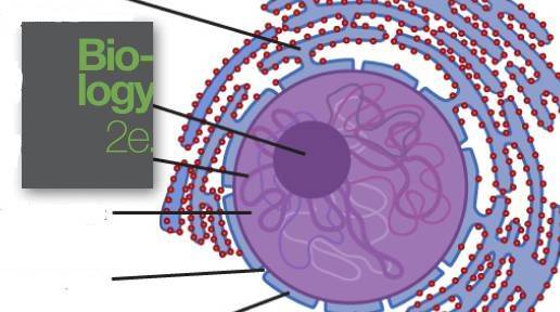 eukaryotic cell structure