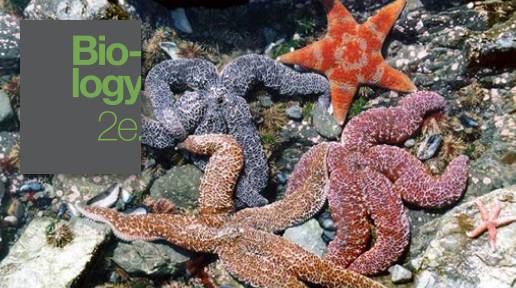 intertidal zone plants