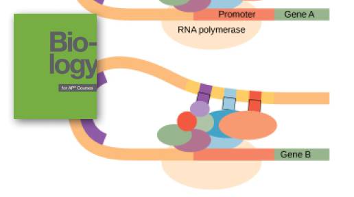 Eukaryotic Rna Transcription