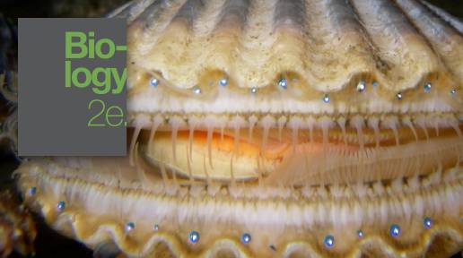 Superphylum Lophotrochozoa Biology Ii Biology Collection Resources