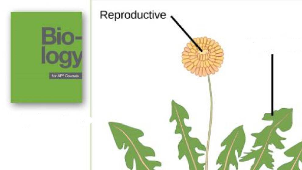 plant organ system function