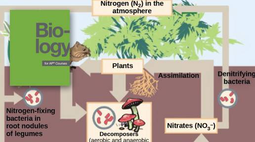 autotrophic prokaryotes examples