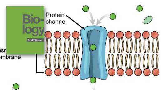 channel protein function