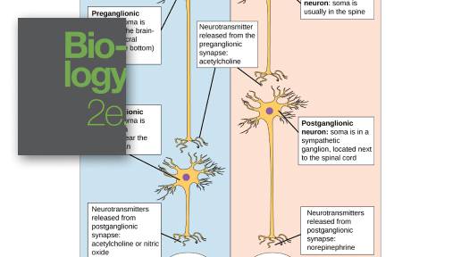 preganglionic motor neurons function