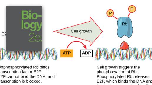 how is cell division controlled