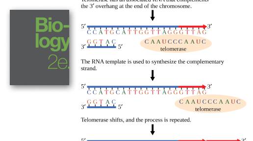 dna replication in eukaryotes