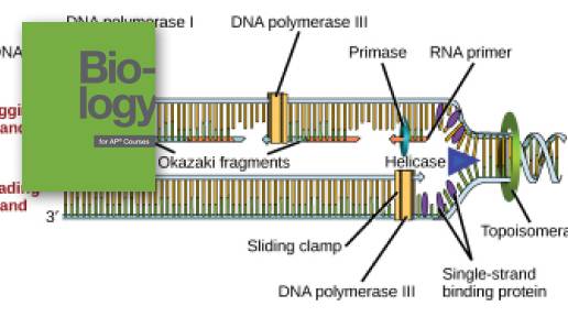 replicate in biology