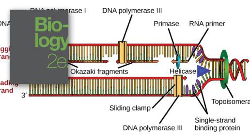 replication fork diagram simple