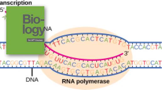 rna processing in prokaryotes