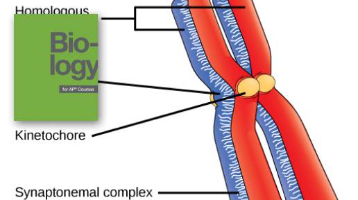 synaptonemal complex function