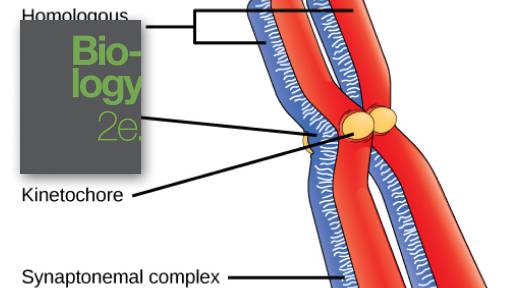 meiotic interkinesis