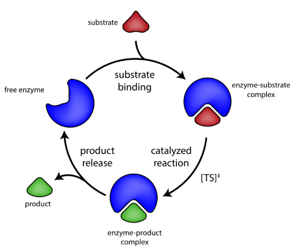 Enzyme Substrate Complex Formation