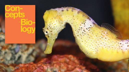 self reproducing animals