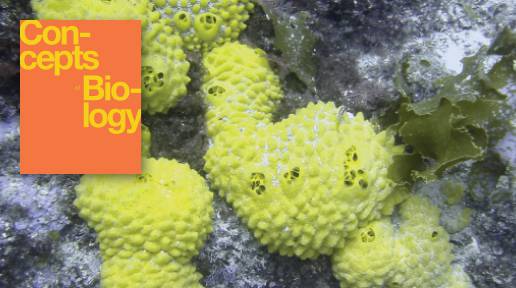 cnidaria examples hydra