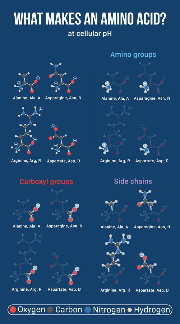 LabXchange