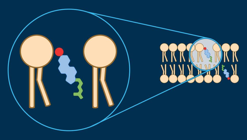 cholesterol plasma membrane fluidity