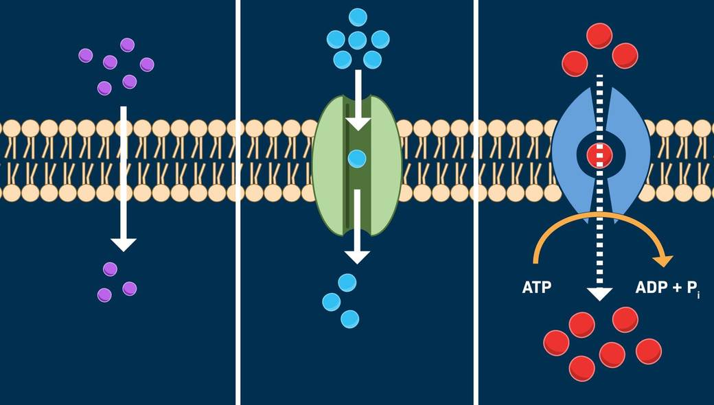 Diffusion And Active Transport