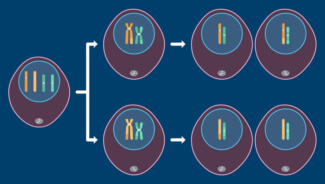 Meiosis Overview