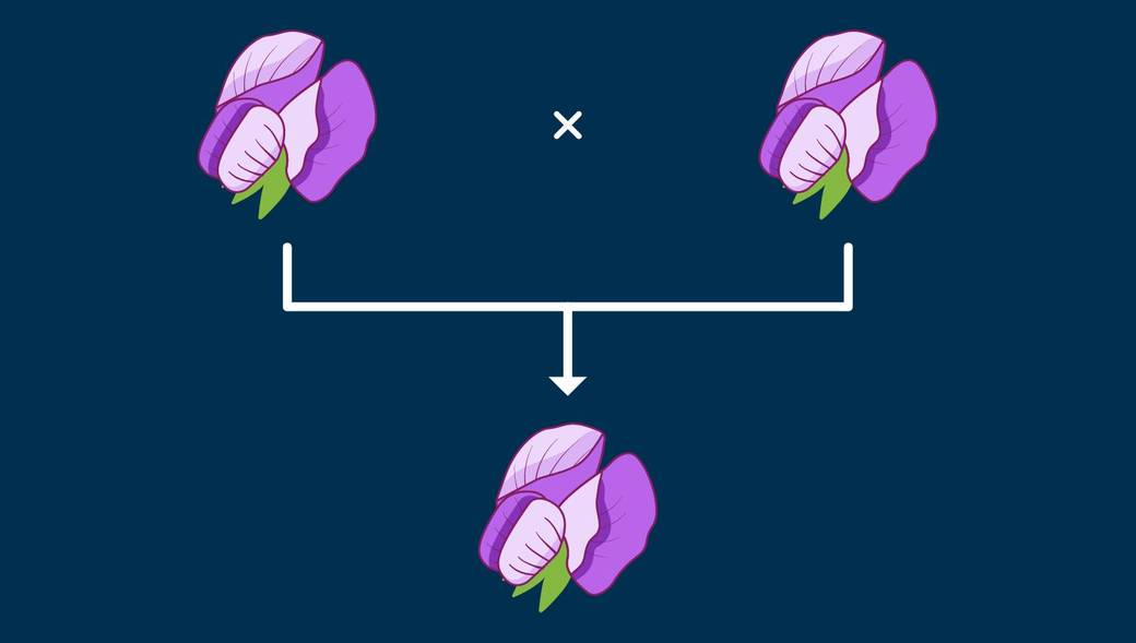 true breeding plant example