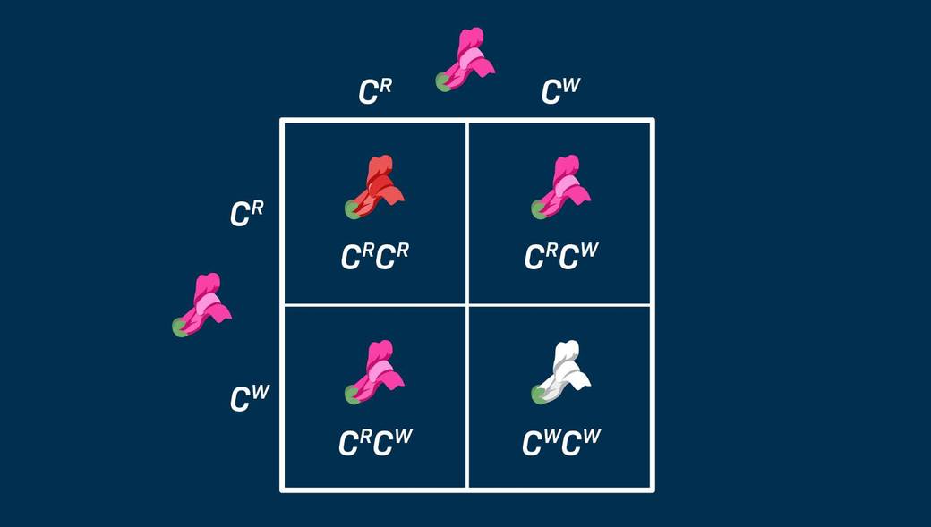 incomplete dominance example snapdragon