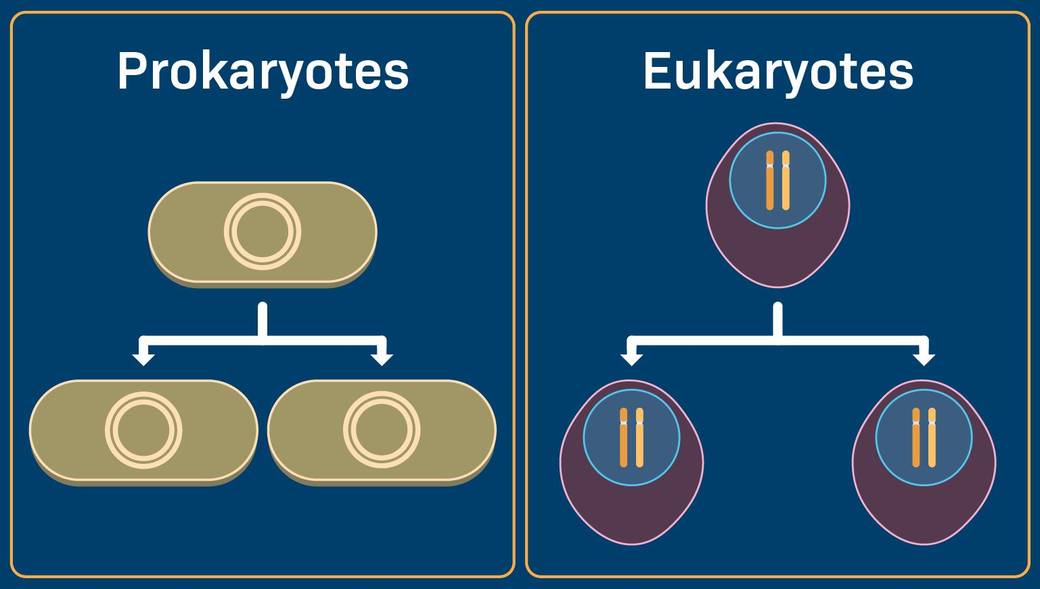 Prokaryotes And Eukaryotes