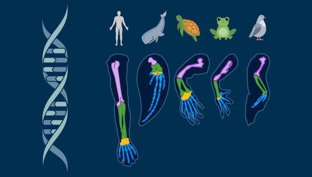 Molecular Biology Evolution Evidence Molecular Evidence For