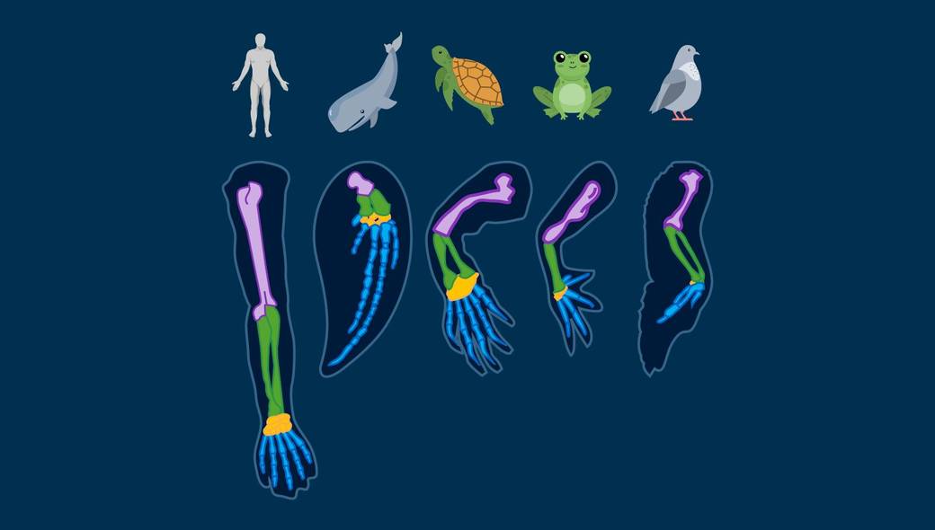 Evidence Of Evolution In Anatomy From Fossils To Mind | Communications