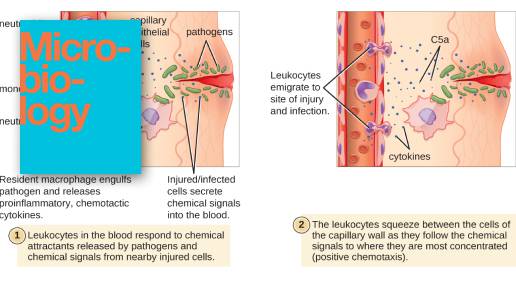 cell recognition proteins recognize pathogens