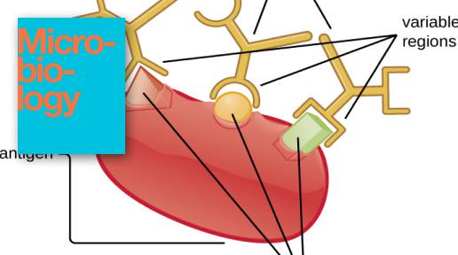 polyclonal antibody example