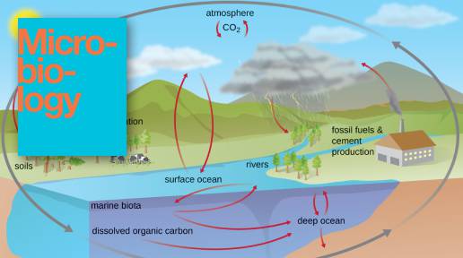 Biogeochemical Cycles Bioninja Nitrogen Cycle Carbon Cycle Phosphorus