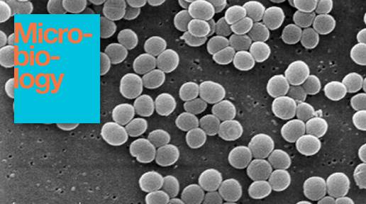 Bacteria On Skin Under Microscope