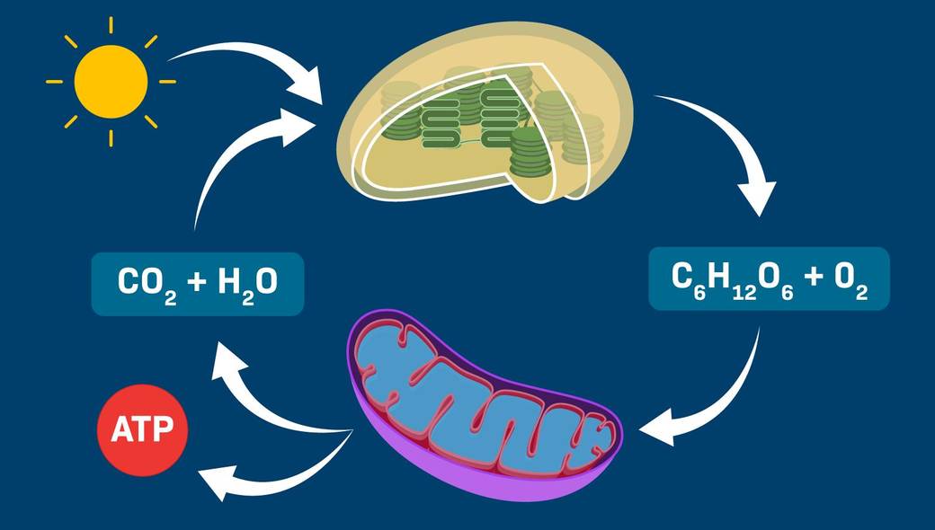 Recycling Of Chemicals Between Photosynthesis And Cellular Respiration