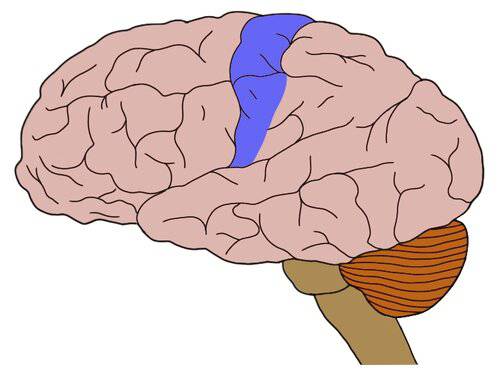Primary Somatosensory Cortex Location Primary Somatosensory Cortex