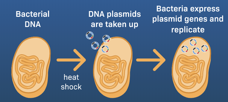 Bacterial Transformation Heat Shock