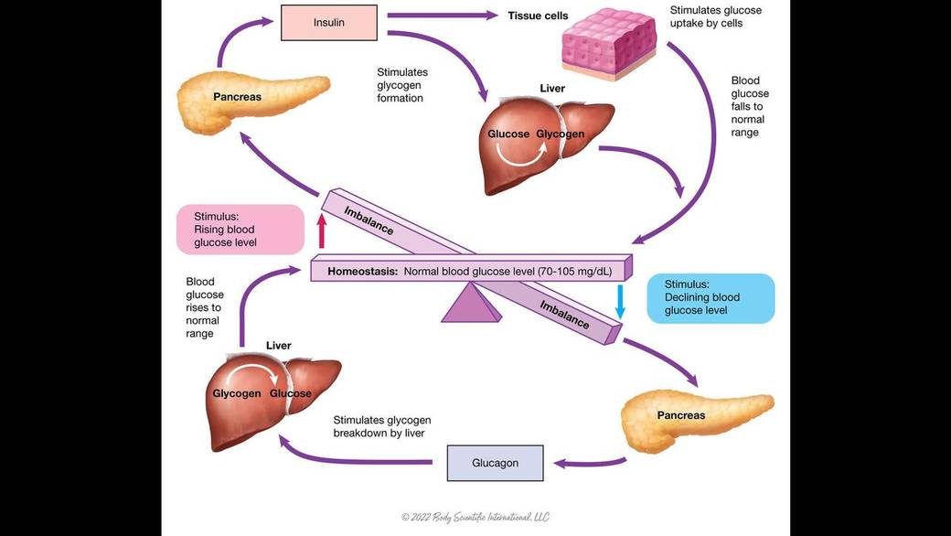 Glucose Regulated Diagram Lecture 18