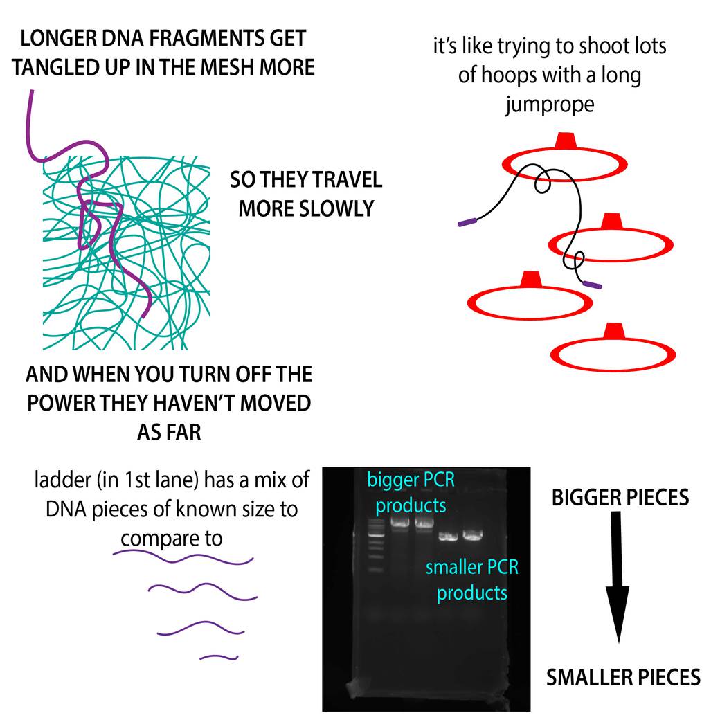 LabXchange