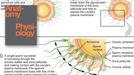 corona radiata function