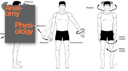 body movement anatomy quiz