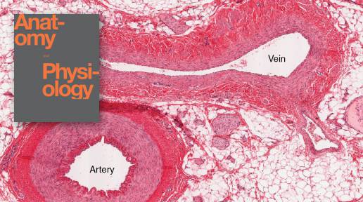 tunica media function