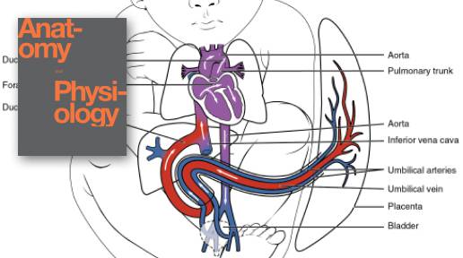 fetal circulation process