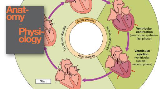 cardiac cycle steps