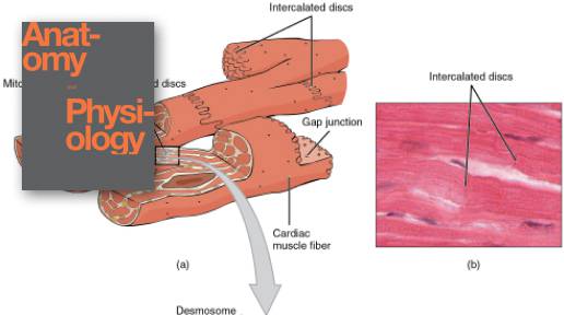 intercalated discs and gap junctions