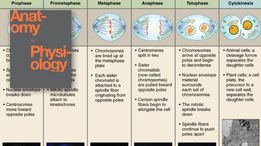 cell forms in order