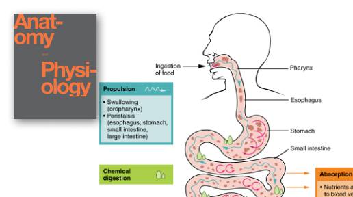 digestive system process