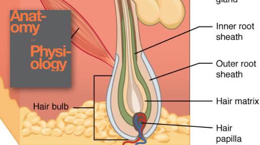 cutaneous membrane and accessory structures